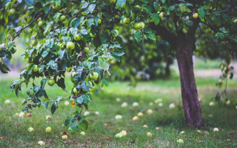 Healthy Tree Signs: A Guide to Keep Your Yard Thriving